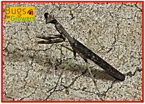 Control Of Insect Pests Using Mantises Bugs For Growers