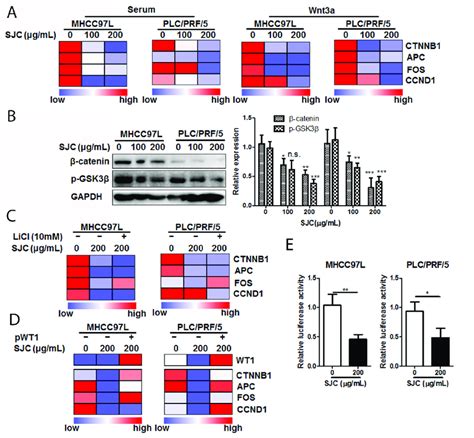 Sjc Suppressed Wnt β Catenin Pathway Activity Via Regulating
