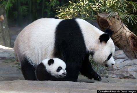 world s only panda triplets move in with mom who hugs them just like