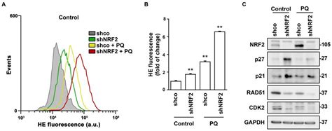 Antioxidants Free Full Text Transcription Factor Nrf2 Participates