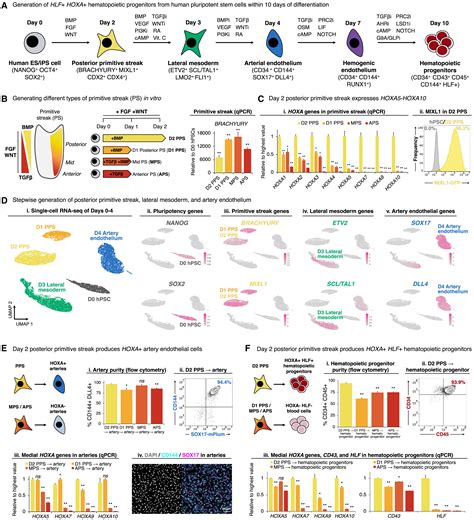 Lineage Tracing Hematopoietic Stem Cell Origins In Vivo To Efficiently