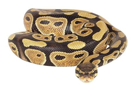 python pythonidae reptile breed hypoallergenic health and life span