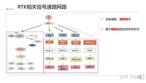 Mapk、pi3k、nf κb…搞定12大信号通路的利器又多一个！ 知乎