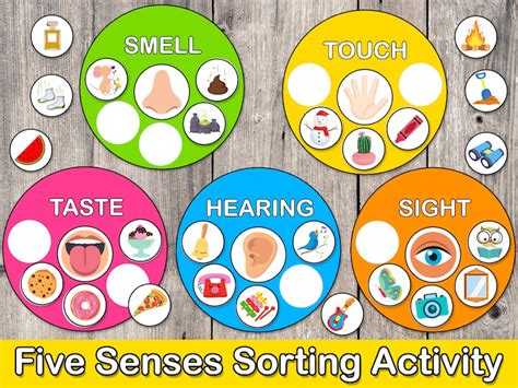 Five Senses Sorting Activity Printable 5 Senses Sorting Busy Book