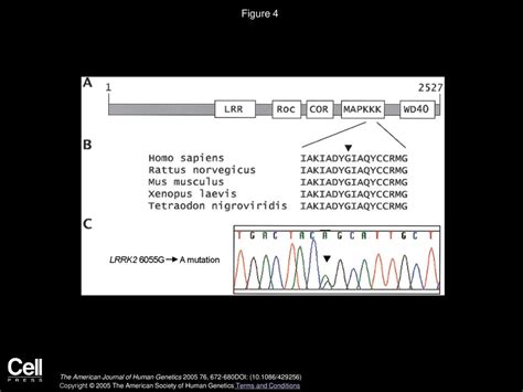 Identification Of A Novel Lrrk2 Mutation Linked To Autosomal Dominant