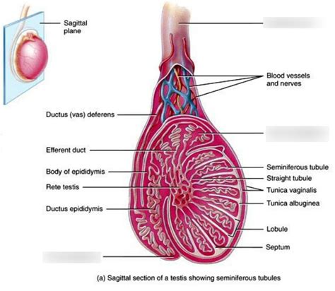 Sagittal View Of Testes Diagram Quizlet