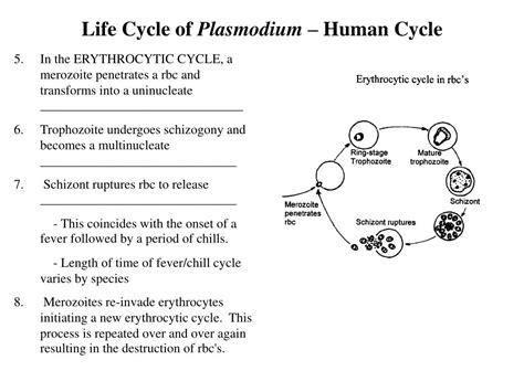 Ppt Phylum Apicomplexa Chapters 8 And 9 Powerpoint Presentation Id 6876