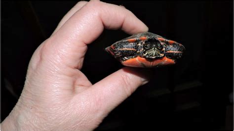 turtle found in british woman s vagina police launch