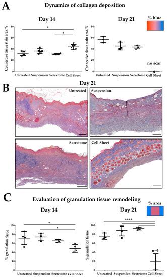Ijms Free Full Text Cell Sheets From Adipose Tissue Msc Induce