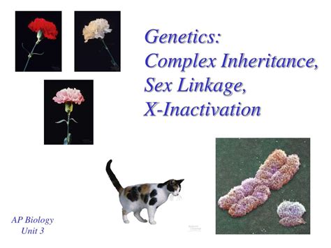 Ppt Genetics Complex Inheritance Sex Linkage X Inactivation