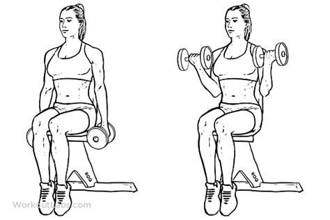 Seated Dumbbell Bicep Curls Workoutlabs