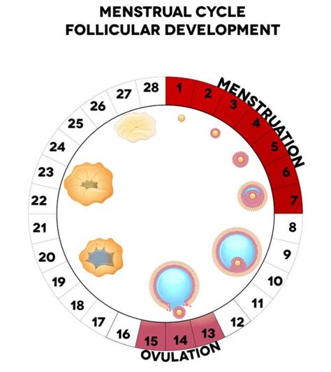 Understanding Ovulation And The Menstrual Cycle A Comprehensive Guide