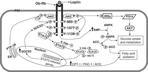 Intracellular Signaling By The Leptin Receptor Ob Rb And Metabolic