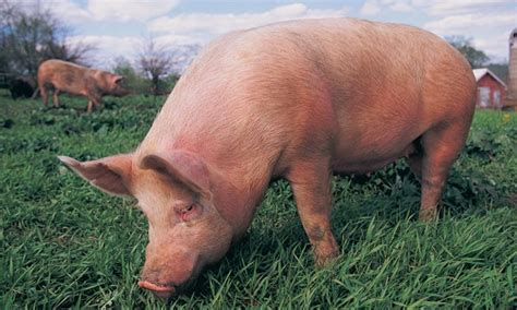 Information On Swine Variant Influenza Cdc