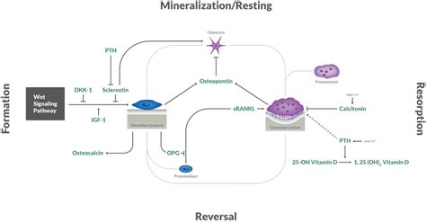 Bone Metabolism The Cycle Of Bone Growth And Resorption