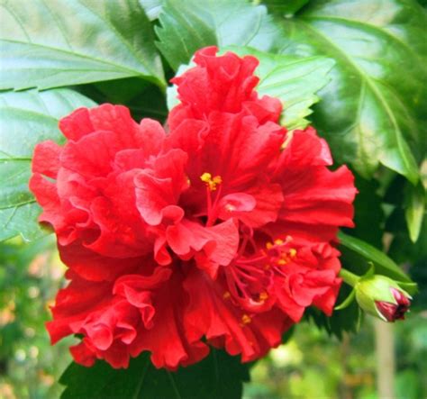 Gudhal Phool Hibiscus Flower At Rs 210 Kg Dry Hibiscus Flower In