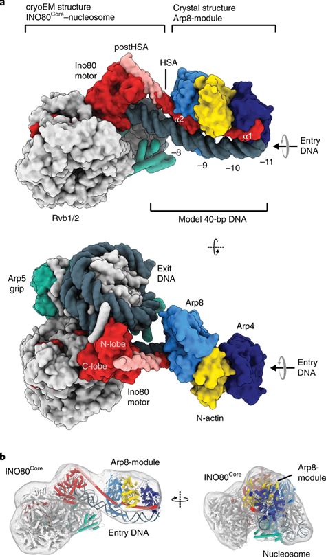 Structural Model Of The Ino80core Arp Nucleosome Complex A Model Of