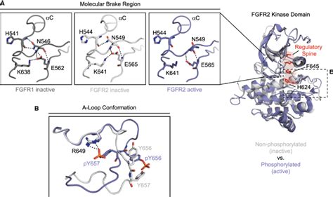 Comparison Of Active And Inactive Fgfr Kinase Domain States A