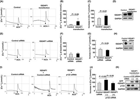 The Effect Of Iqgap1 Transfection On The Response Of [ca²⁺]i To