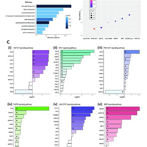 Signaling Pathways Enrichment Of The Genes Differentially Expressed