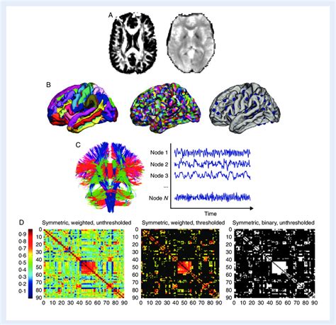A Maps Of Anatomical Connectivity Can Be Generated With Diffusion