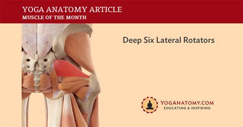 Deep Six Lateral Rotators Attachments And Actions