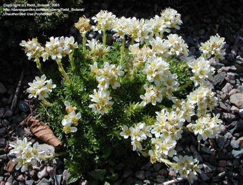 plantfiles pictures kabschia saxifrage alba saxifraga x apiculata