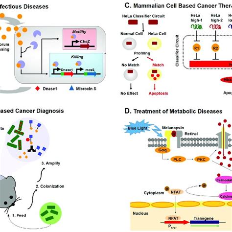A Whole Cell Biosensors Working Principle A The Cell Receives