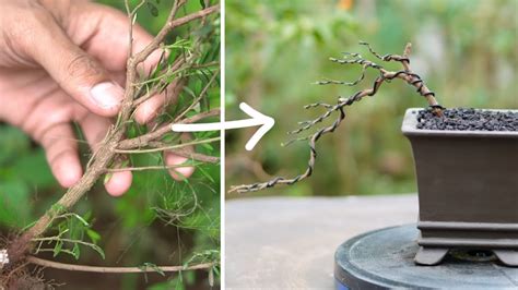 How To Make Bonsai Tree At Home Youtube