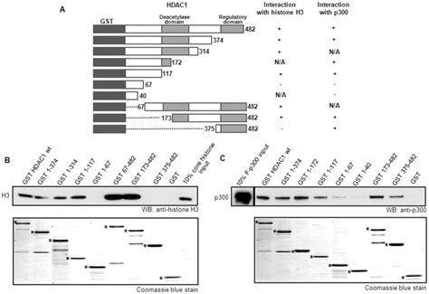 A Schematic Representation Of The Gst Hdac1 Mutant Constructs Used In