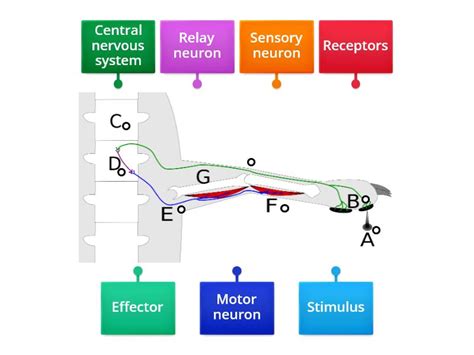 Reflex Arc Labelled Diagram