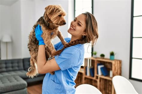 6 Benefícios Da Castração Para Fêmeas De Cães E Gatos O Diário De Mogi