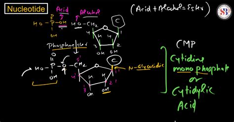 Nucleotide Definition Structure And Functions
