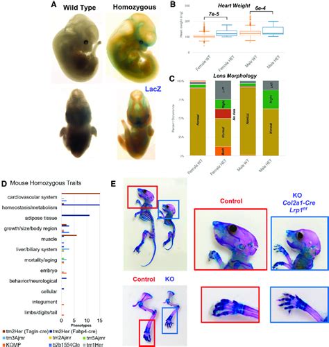Mouse Phenotypes For Lrp1 Alterations A Embryo Imaging Of Wild Type