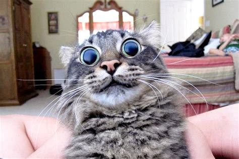 16 Cats Trying Catnip For The First Time Cuteness