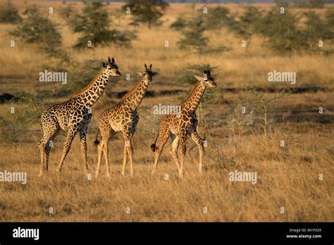 Young Giraffes Giraffa Camelopardalis Serengeti National Park