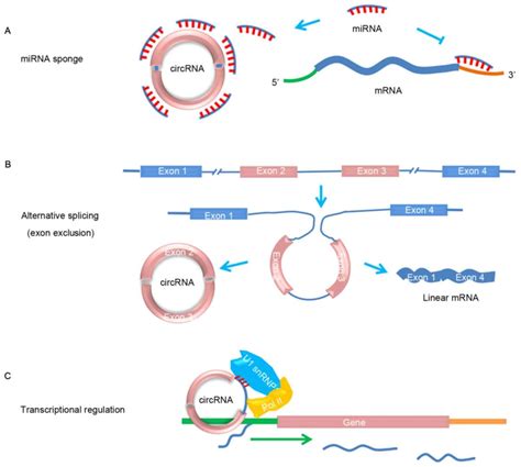 Circular Rnas Circrnas Longevity Wiki