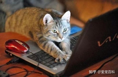 养猫和不养猫的人区别有多大？这8点太真实了 知乎