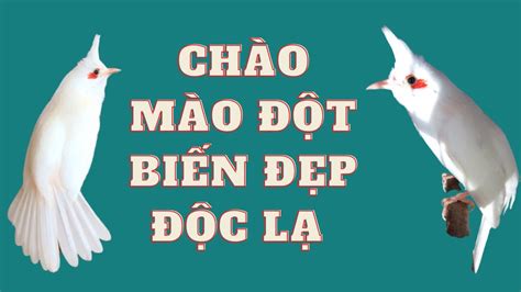 Những Chú Chim Chào Mào đột Biến đẹp Lạ Youtube