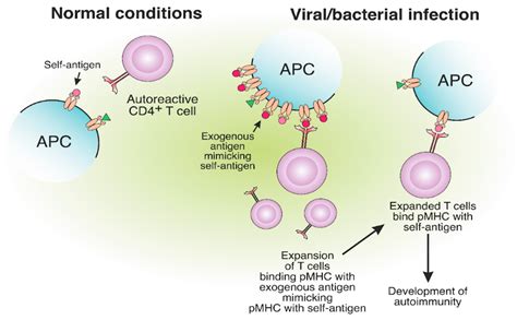 Cells Free Full Text Mhc Class Ii Presentation In Autoimmunity
