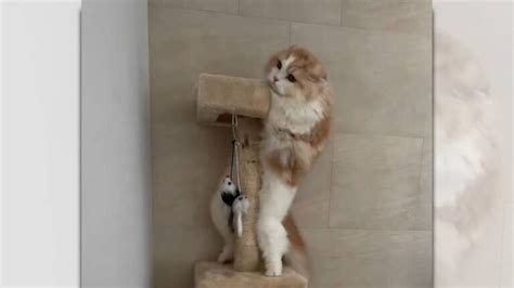 モフモフ猫さんがキャットタワーに大苦戦！敗因は肉付きの良さ…？？ ねこニュース