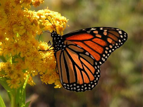 Santuario De La Mariposa Monarca Todo Lo Que Debes Saber