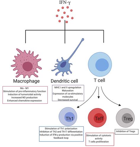Ifn γ Targeted Antibodies For Detection And Monitoring