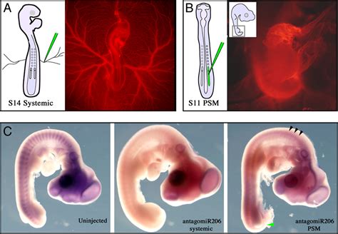 In Ovo Application Of Antagomirs Indicates A Role For Mir 196 In
