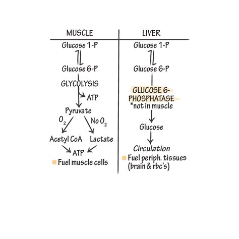 Biochemistry Glossary Glycogenolysis Ditki Medical And Biological Sciences