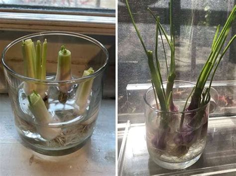 Cómo Sembrar Y Cultivar Cebollas De Verdeo Cebolleta Eco Jardín Mágico