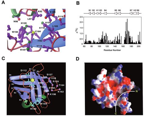 The Active Site Of Srtan59 And Its Calcium Binding Site A Expanded