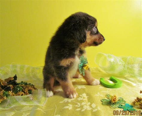 shamrock rose aussies scroll down for available puppies born 8 10 16