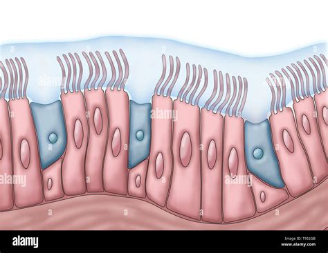 Ciliated Epithelial Cell Labeled Diagram