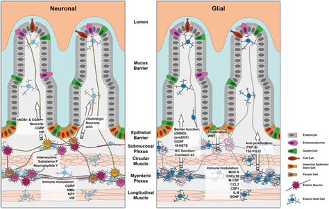 Depiction Of The Enteric Nervous System And Its Components Which